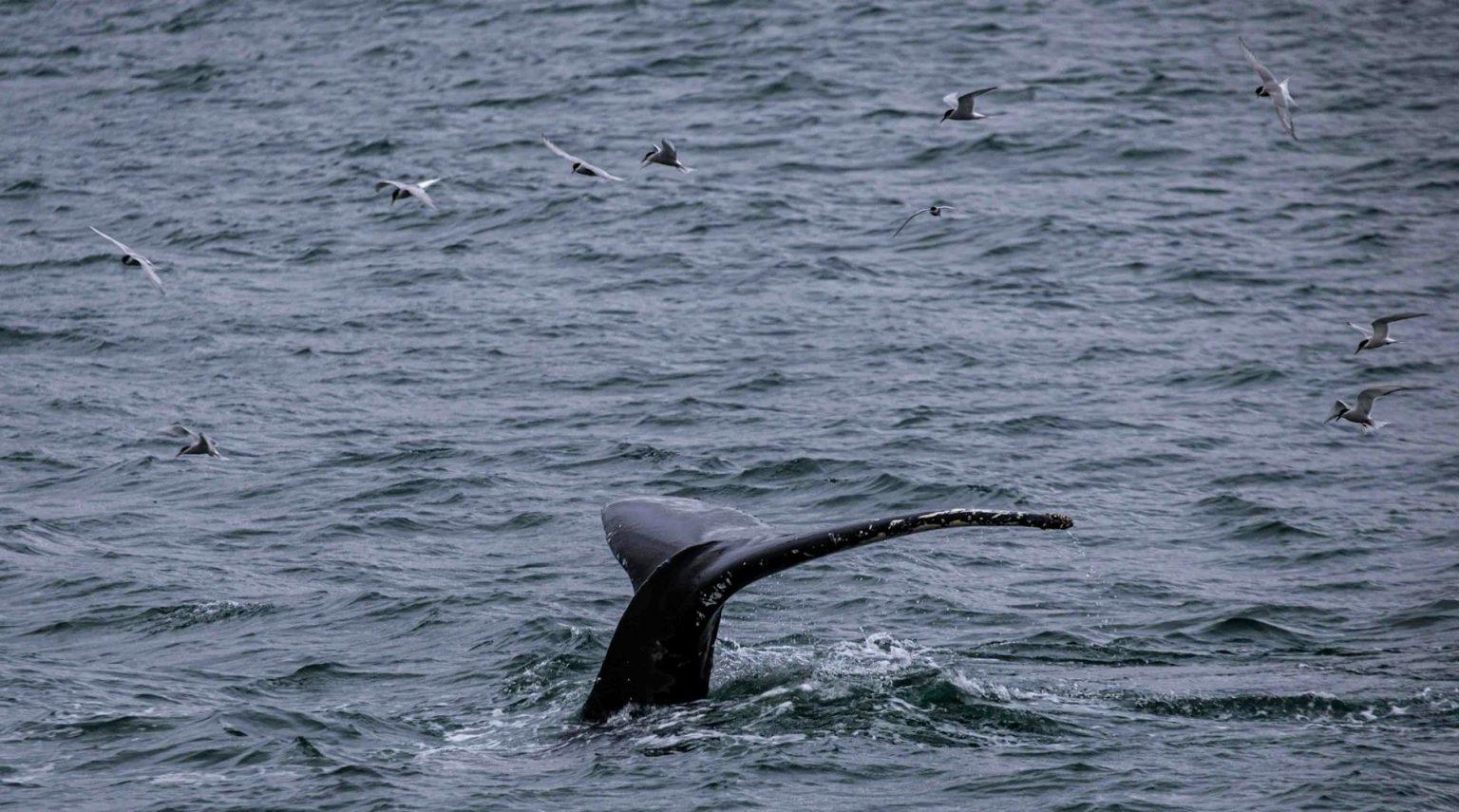 Buckelwal Ostsee: Diese Tierschicksale Bewegten Deutschland