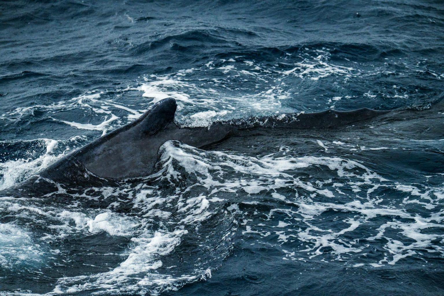 Buckelwale Ostsee: Buckelwal in der: Bergung von "Timmy"